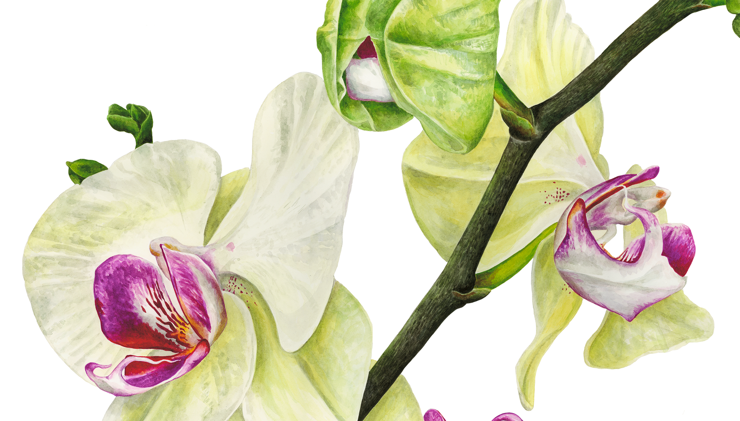Artist Anna Mason's Artwork & Print Shop – Anna Mason Fine Art