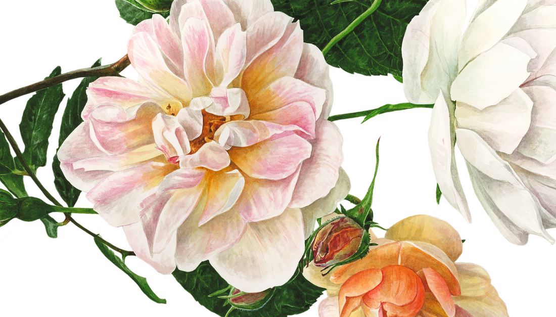 Artist Anna Mason's Artwork & Print Shop – Anna Mason Fine Art